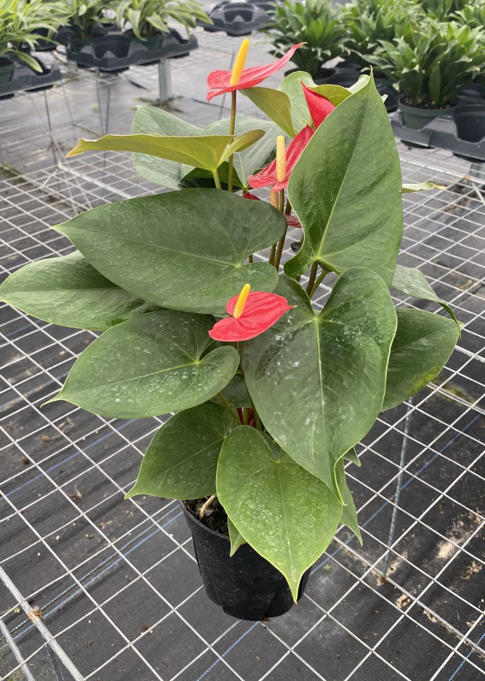 Weekly Plant Specials | US | Allied Growers