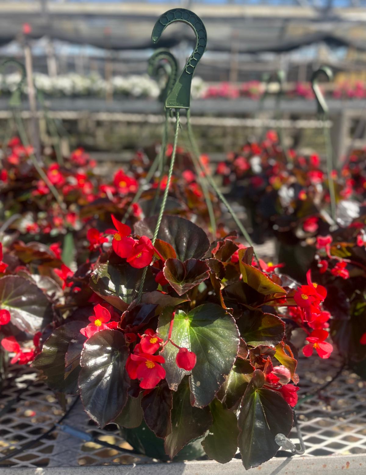 Plant Gallery - Tropical, Blooming, and Rare Plants | Allied Growers