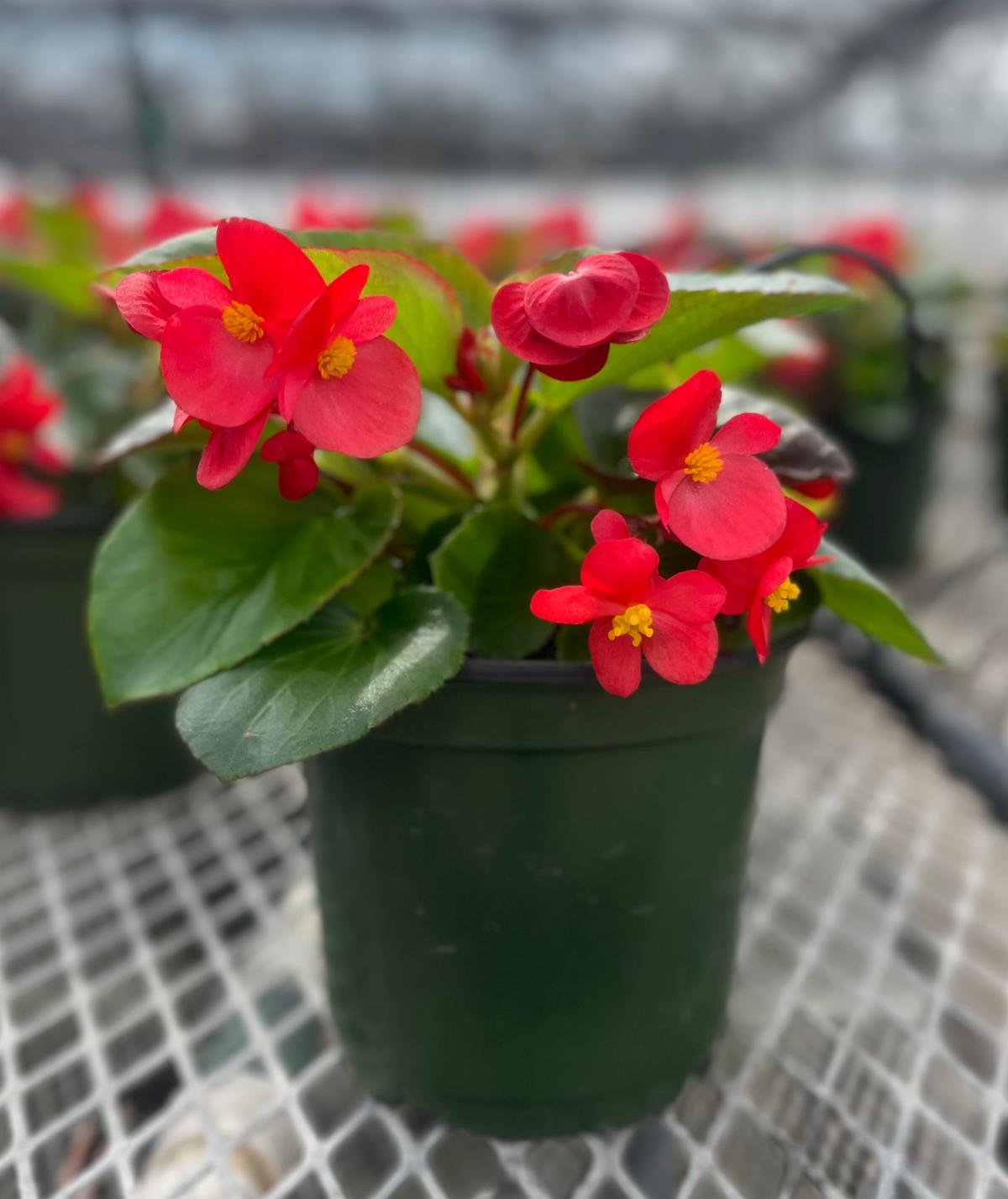 Plant Gallery - Tropical, Blooming, and Rare Plants | Allied Growers
