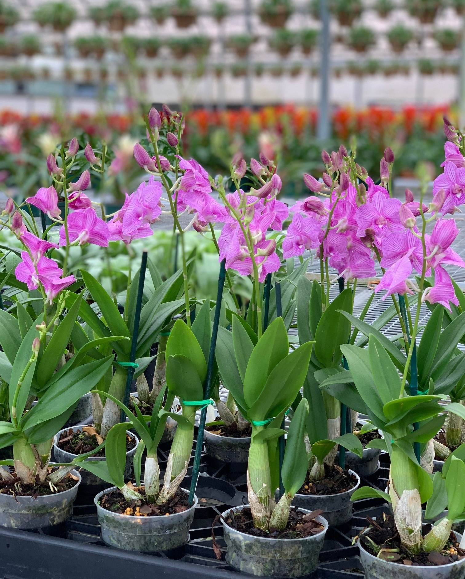 Plant Gallery - Tropical, Blooming, and Rare Plants | Allied Growers