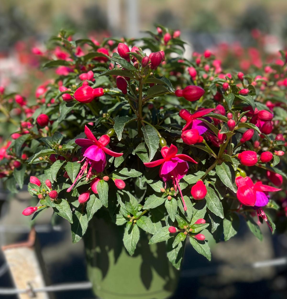Plant Gallery - Tropical, Blooming, and Rare Plants | Allied Growers